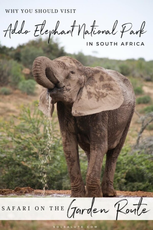 A Complete Guide to An Addo Elephant Park Safari