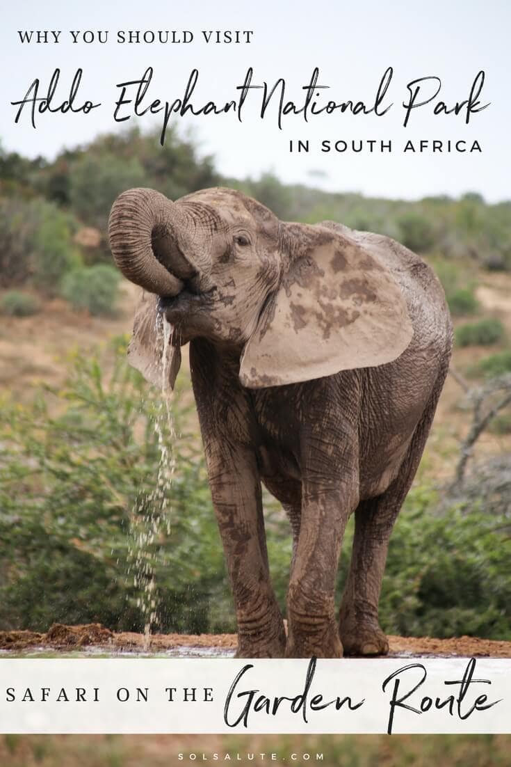 A Complete Guide to An Addo Elephant Park Safari
