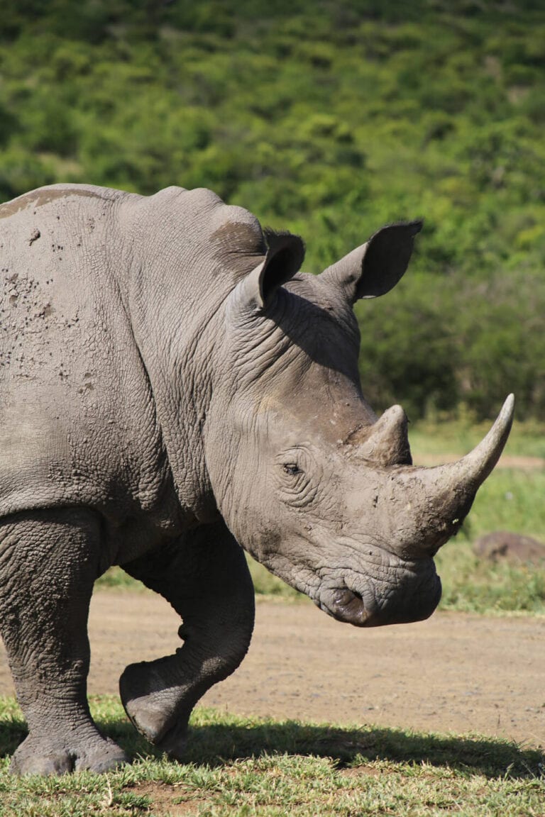Hluhluwe-Imfolozi Park: Complete Guide to Kwa-Zulu Natal's Best Safari