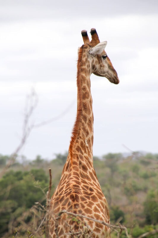 50 Pictures of Kruger National Park in November: Our Top Sightings ...