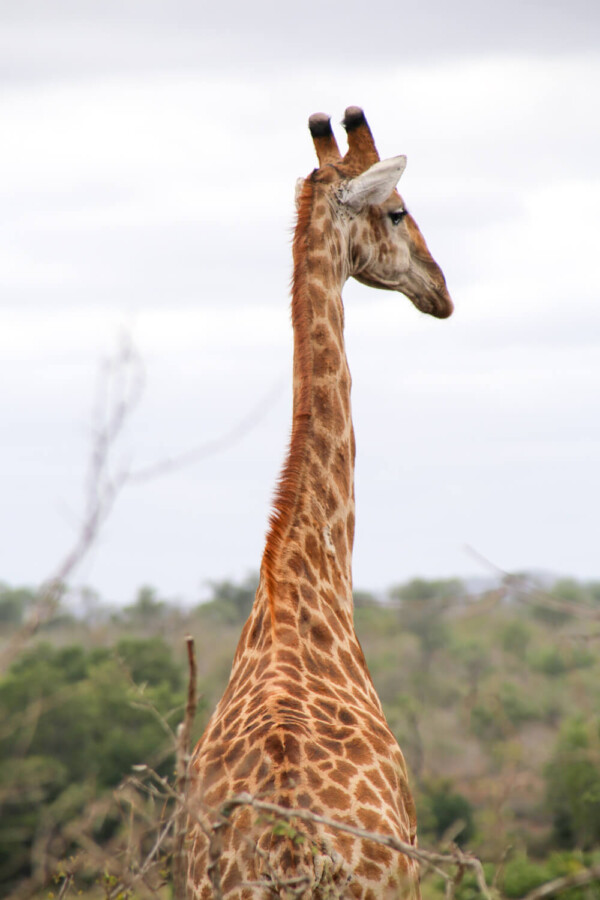 50 Pictures of Kruger National Park in November: Our Top Sightings ...