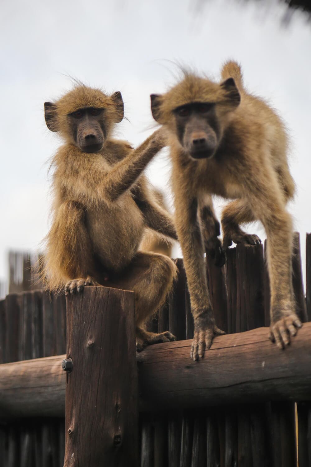 50 Pictures of Kruger National Park in November: Our Top Sightings ...