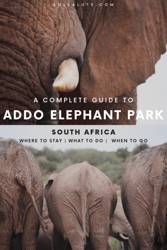 A Complete Guide to An Addo Elephant Park Safari