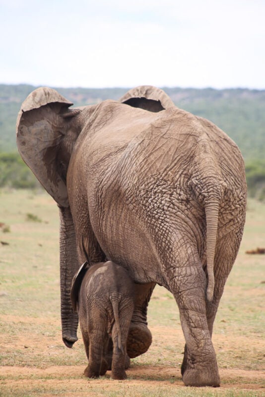 A Complete Guide to An Addo Elephant Park Safari