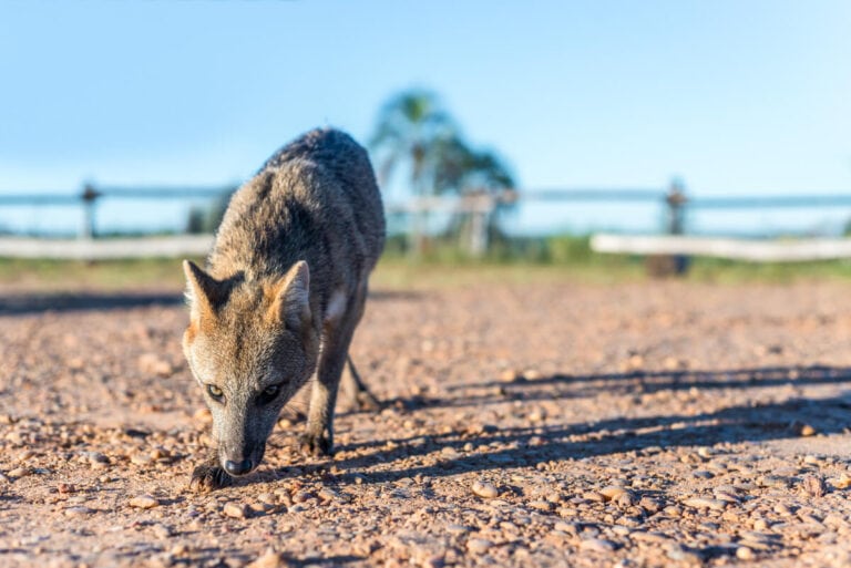 The 6 Best Places to See Wildlife in Argentina