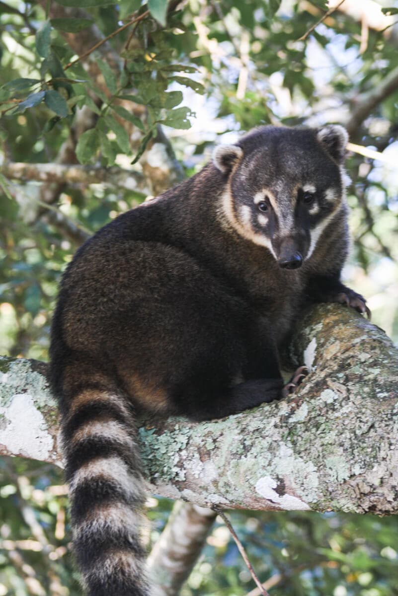 The 6 Best Places to See Wildlife in Argentina