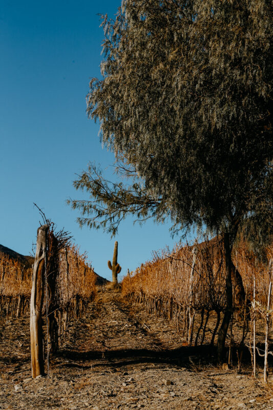 The 8 Best Things to do in Cachi, Salta