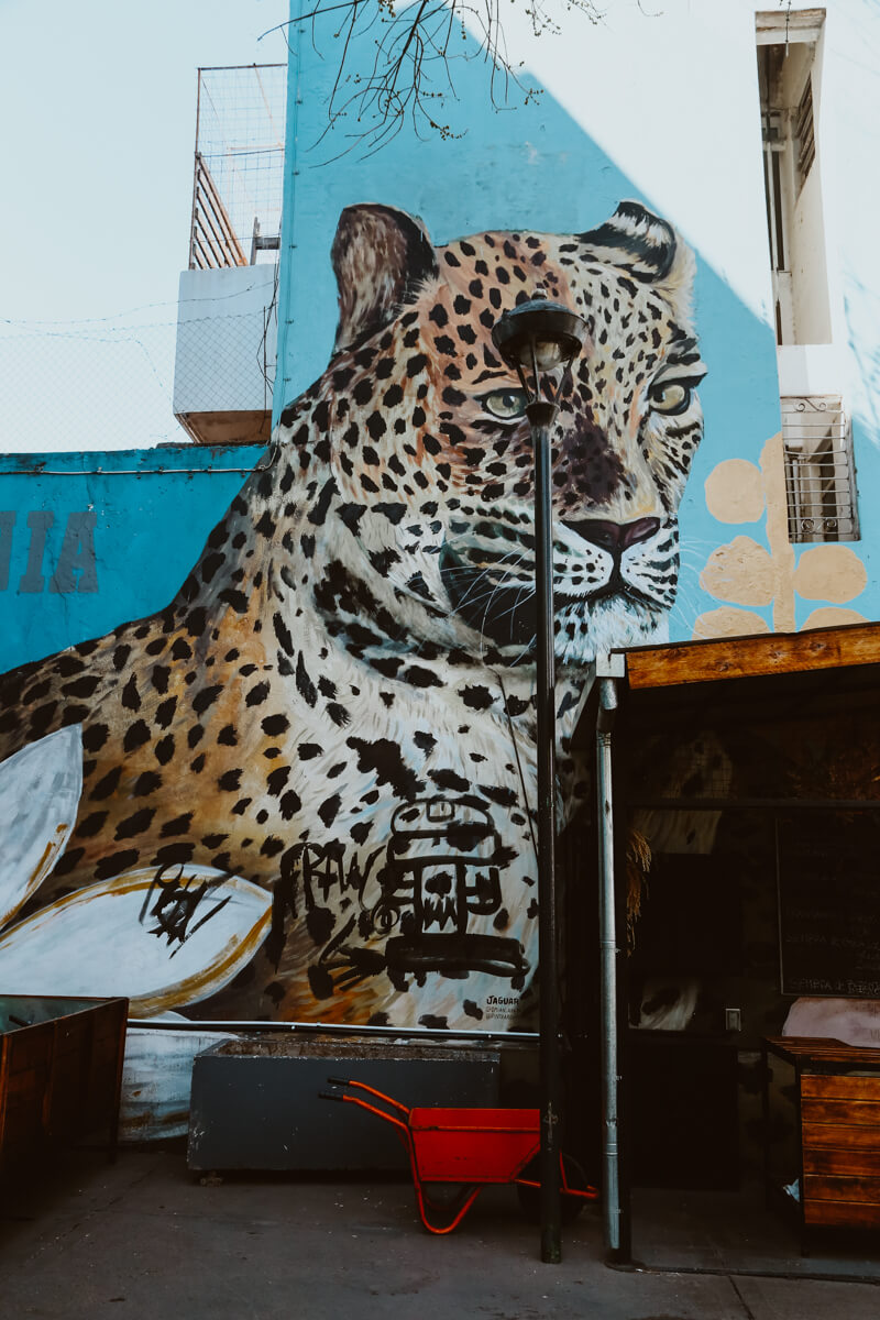 Asado Adventure: How to Experience an Asado in Argentina