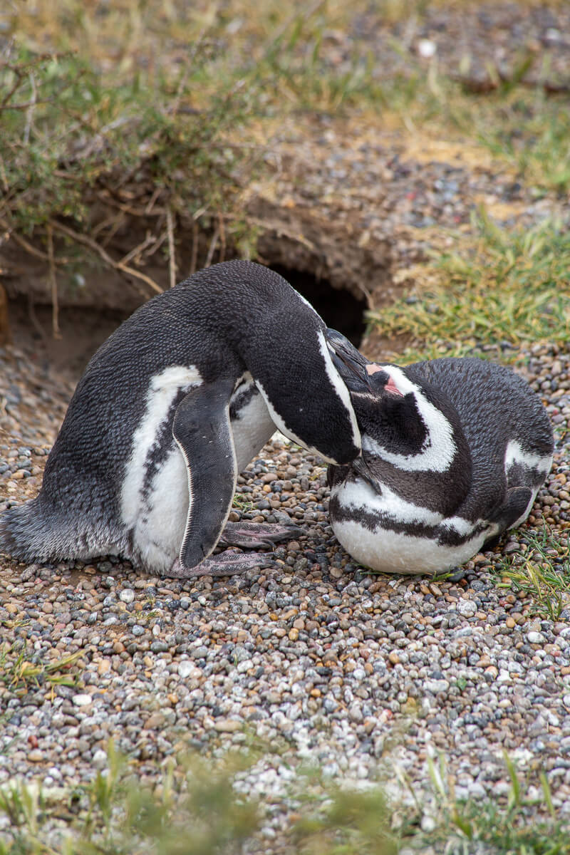 Punta Tombo, Puerto Madryn's Penguin Hub - solsalute.com