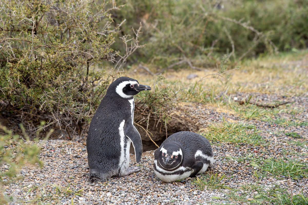 Punta Tombo, Puerto Madryn's Penguin Hub - solsalute.com