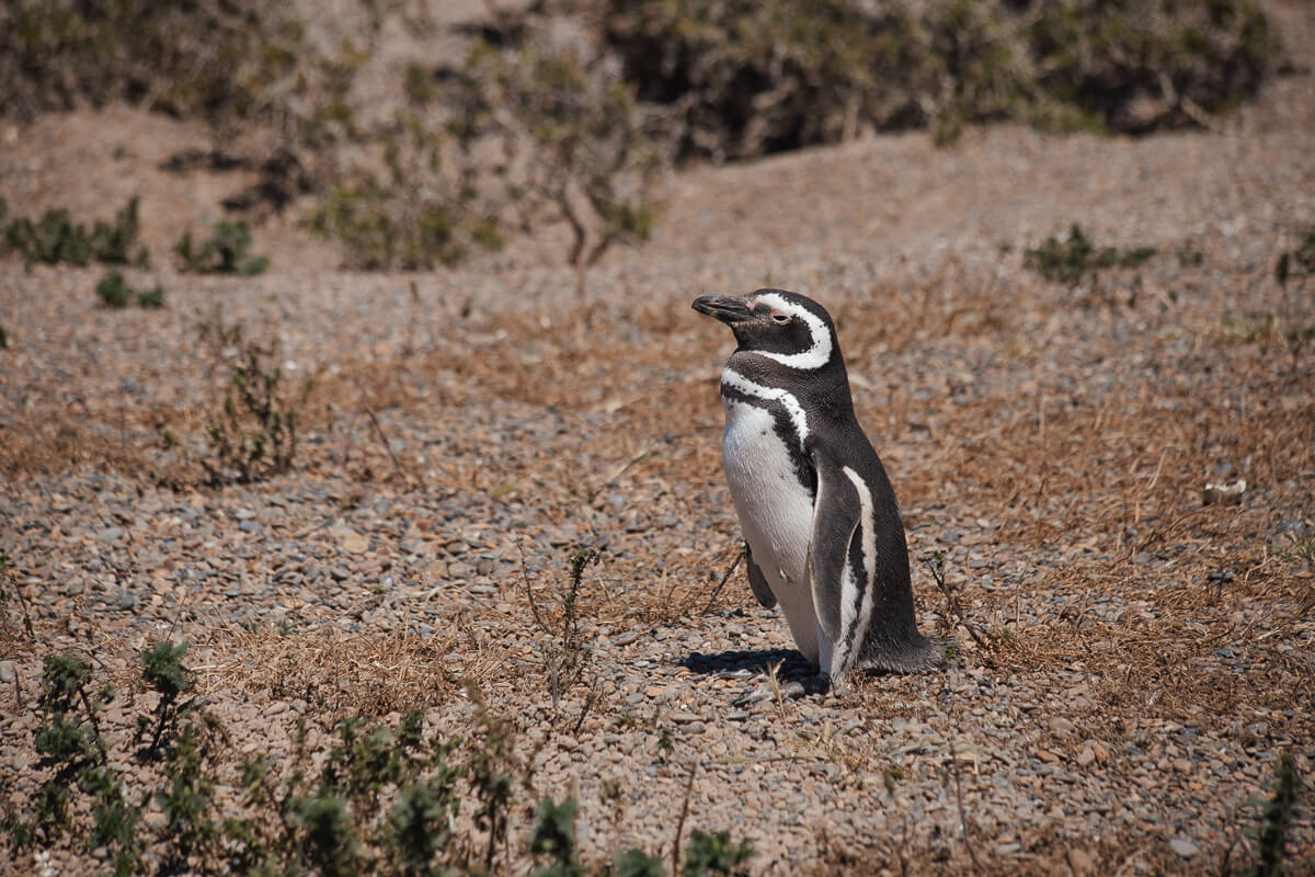 Punta Tombo, Puerto Madryn's Penguin Hub - solsalute.com