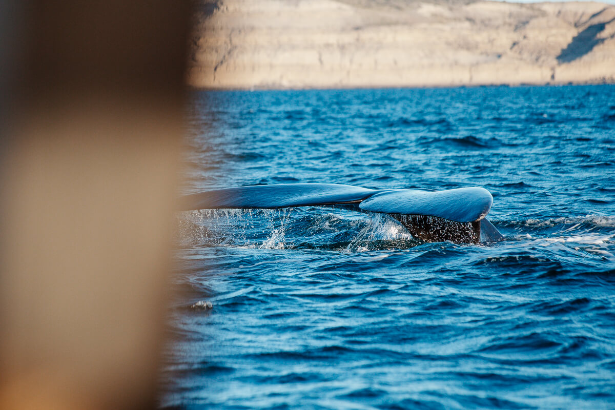 Visit Peninsula Valdes: The Perfect Itinerary for Patagonia Wildlife