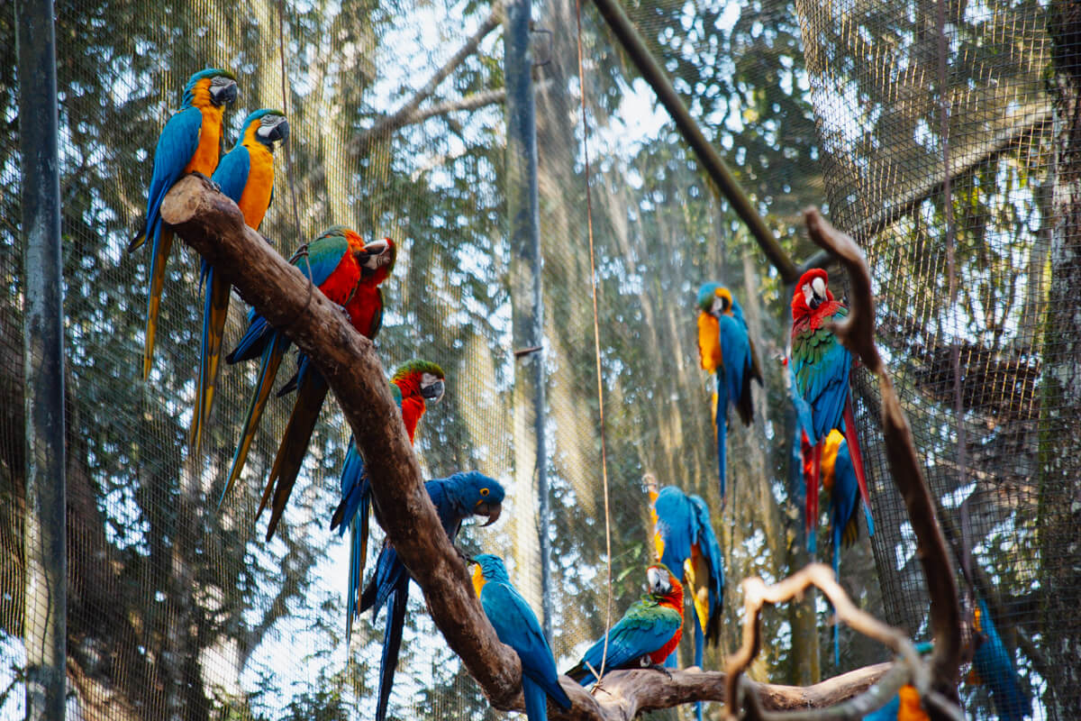 A Practical Guide to Iguazu Falls, Brazil Side 2024